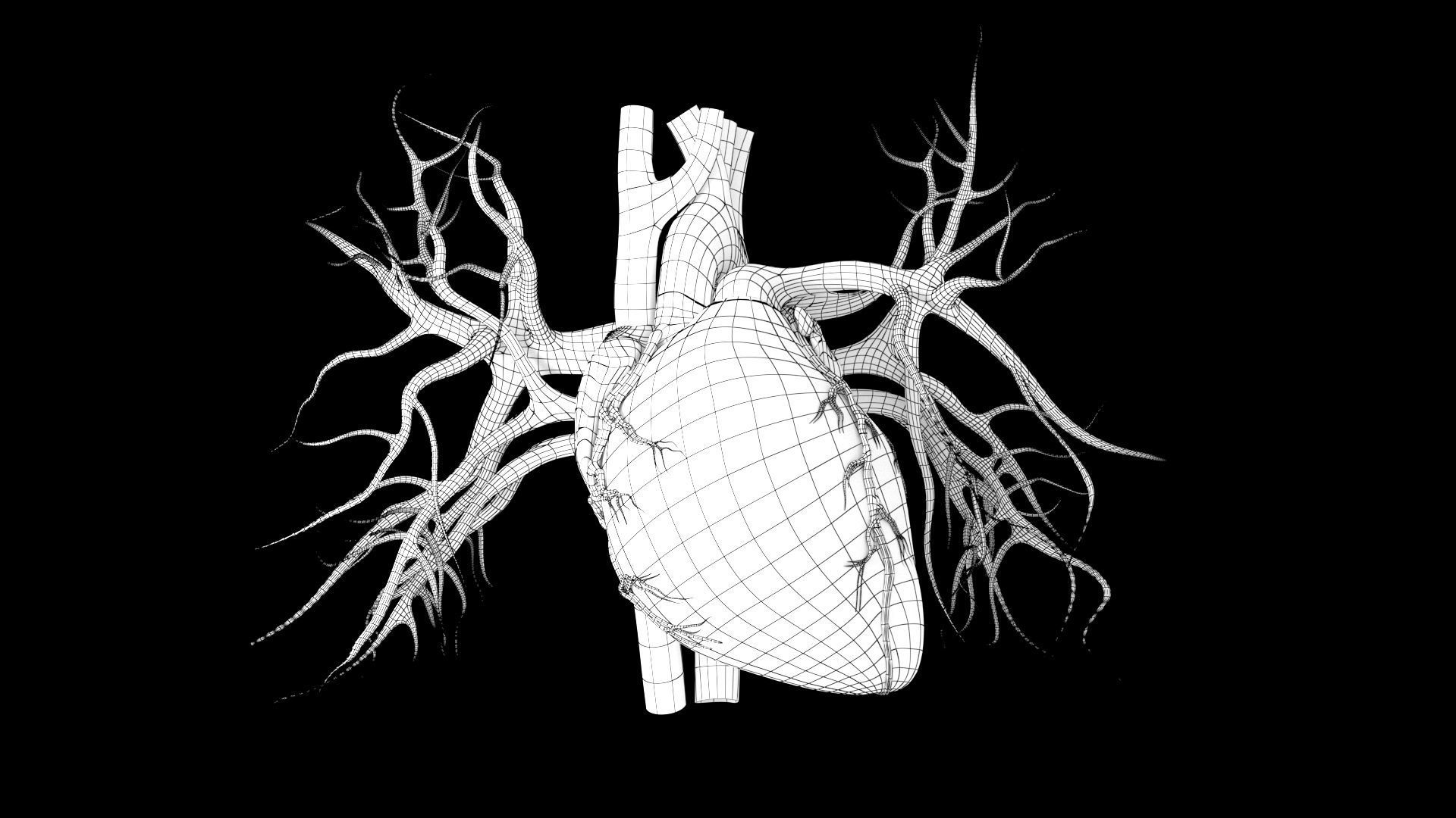 Human Heart Organ 3D model | CGTrader