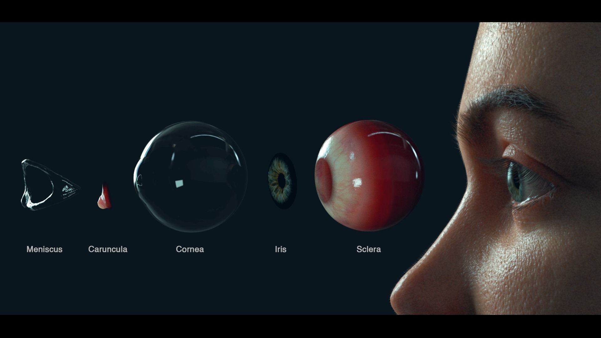 PHOTOREALISTIC EYE PACK WITH RIG AND ANIMATION 3D model animated rigged ...