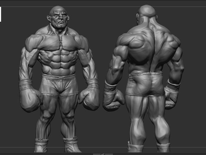 Stylized Boxer Anatomy 3D model | CGTrader