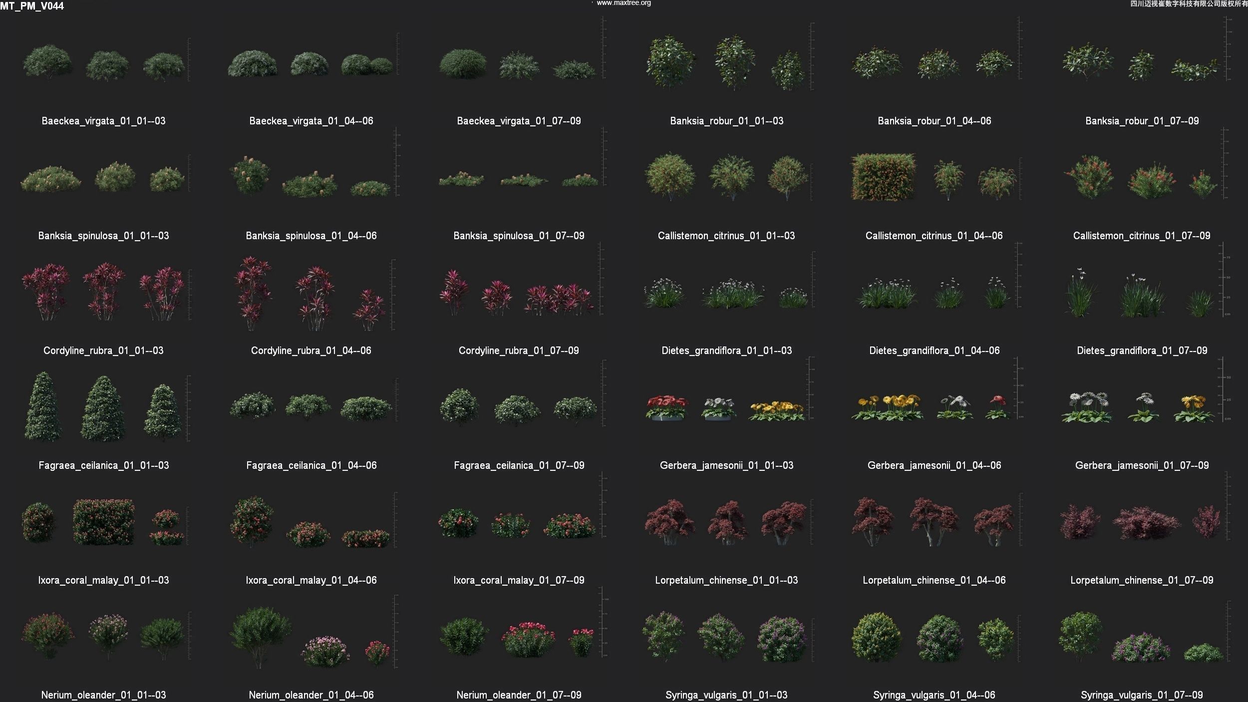 Maxtree Plant Models Vol 44 - Mesh 3D model | CGTrader