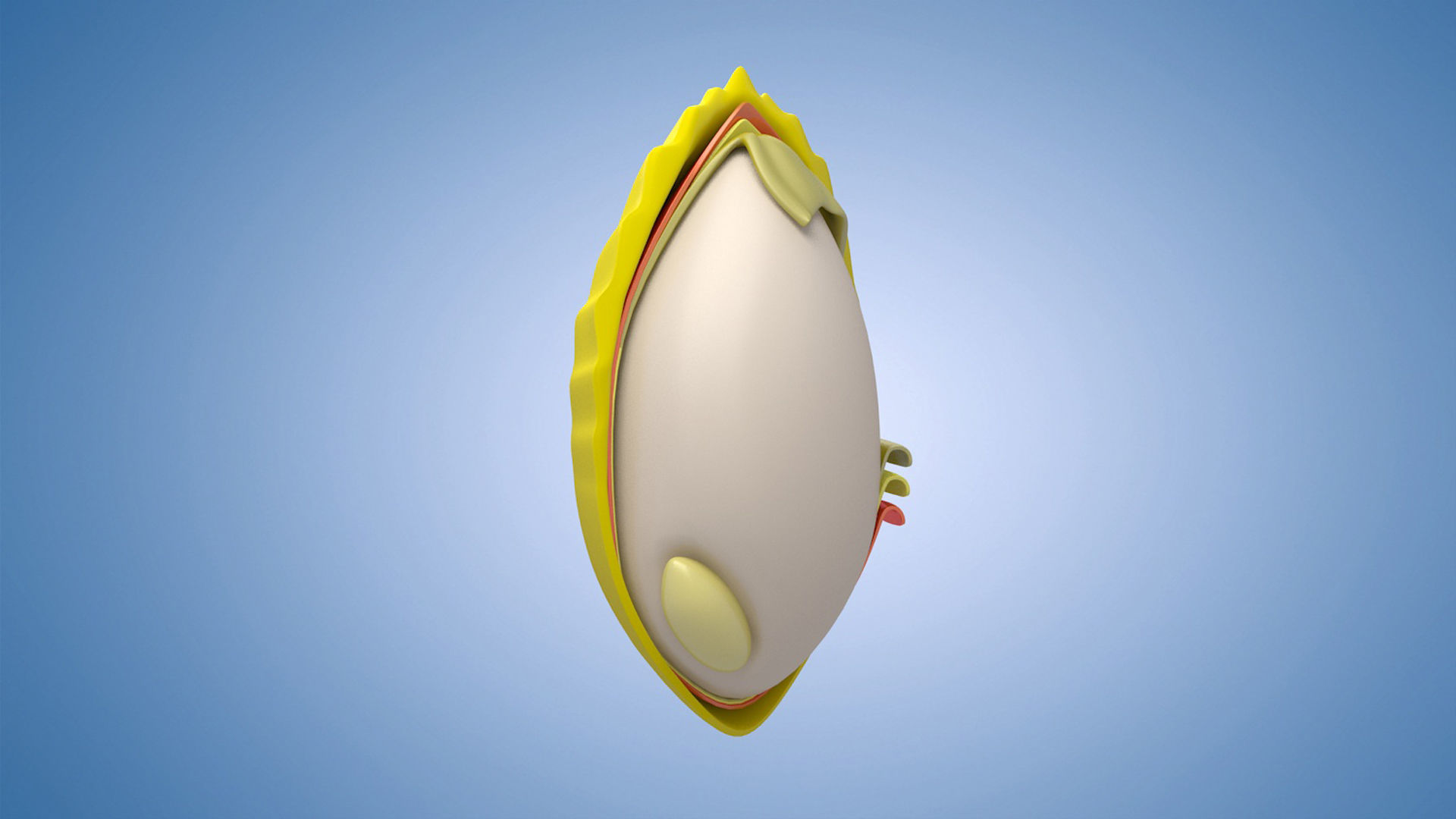 Rice grains commodities food display 3D model | CGTrader