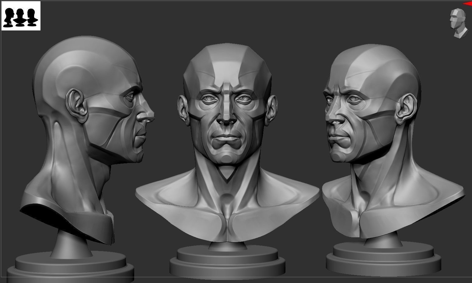 Planar Head Anatomy 3D model | CGTrader