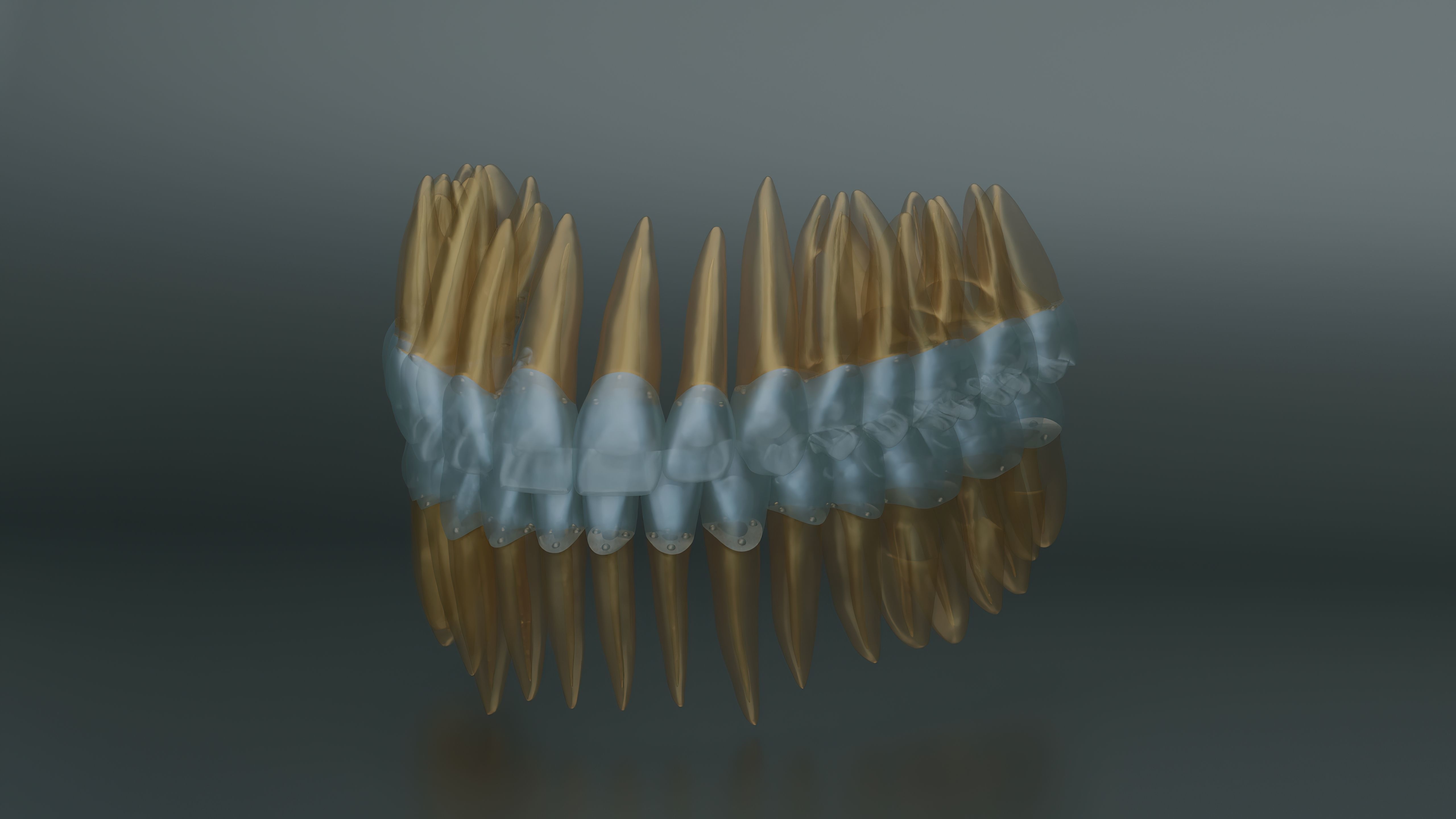 Dental Anatomy and Root Structures 3D model 3D printable | CGTrader