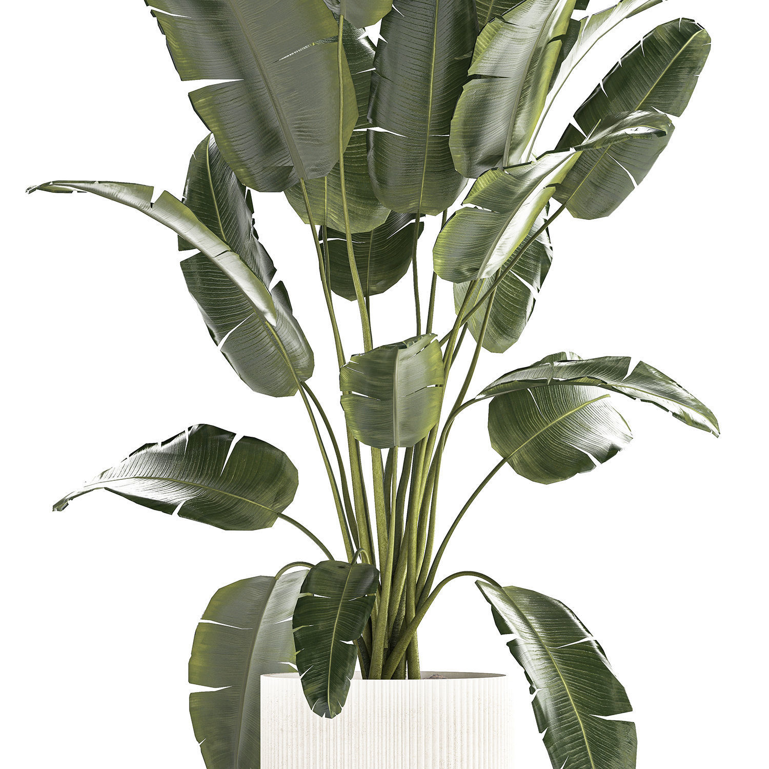 Beautiful Strelitzia banana palm in a flower pot 1242 3D model | CGTrader