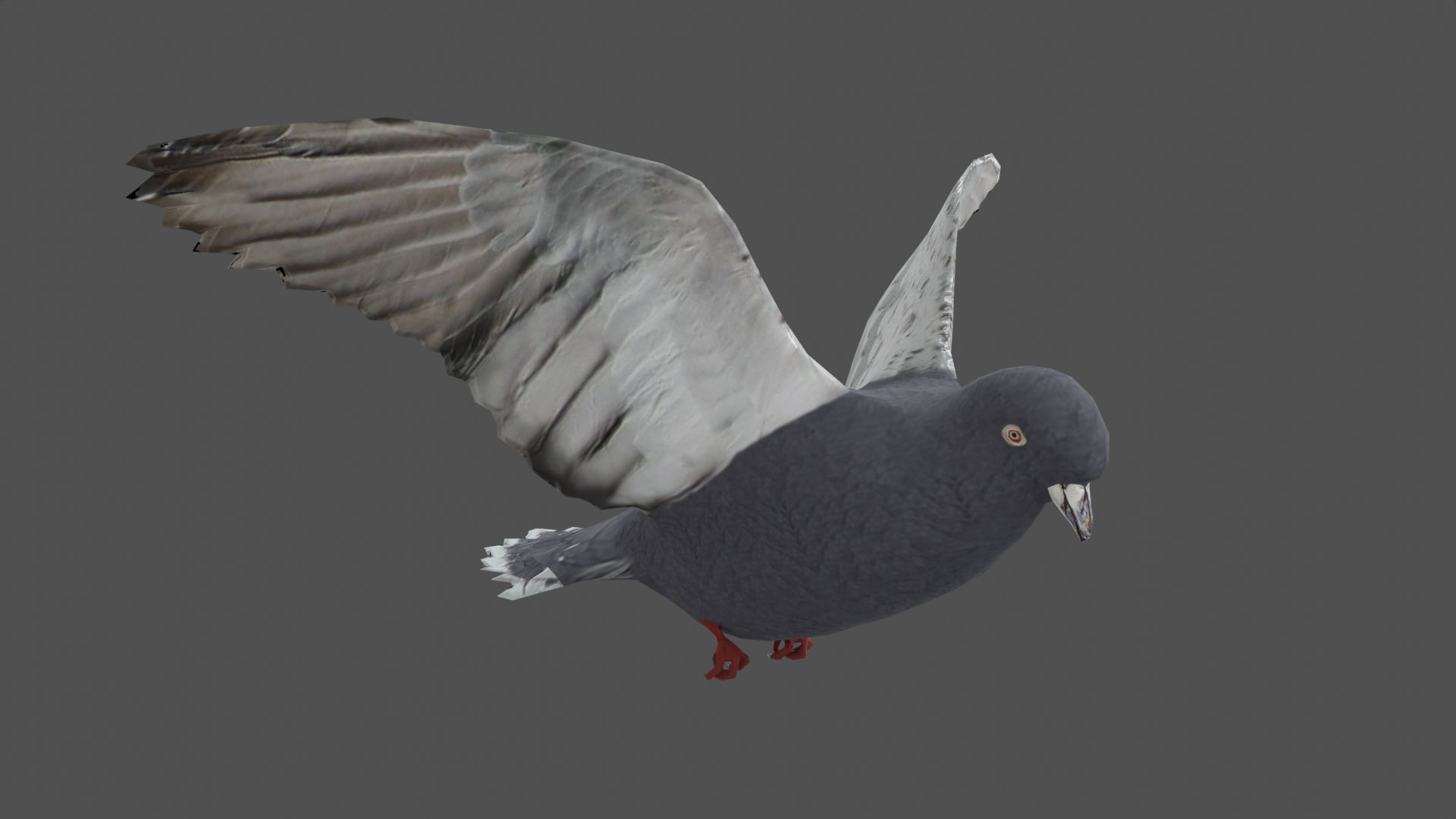 3D model Pigeon realistic PBR VR / AR / low-poly | CGTrader