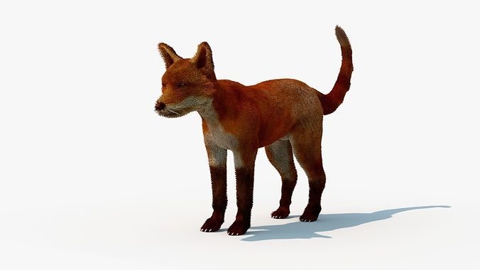 3D model MAYA XGEN FUR red fox VR / AR / low-poly | CGTrader