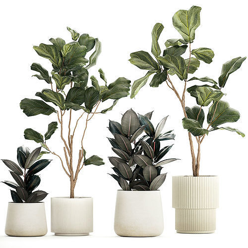 Ficus elastica and Ficus lyrata trees in flower pots 1244 3D model ...