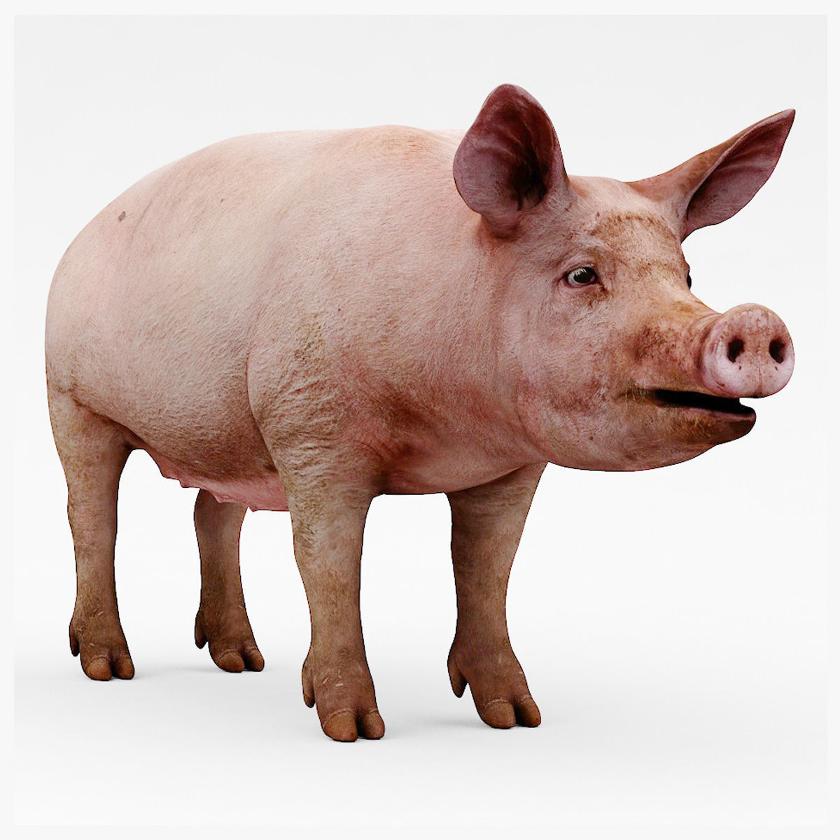 farm pig 3D model | CGTrader
