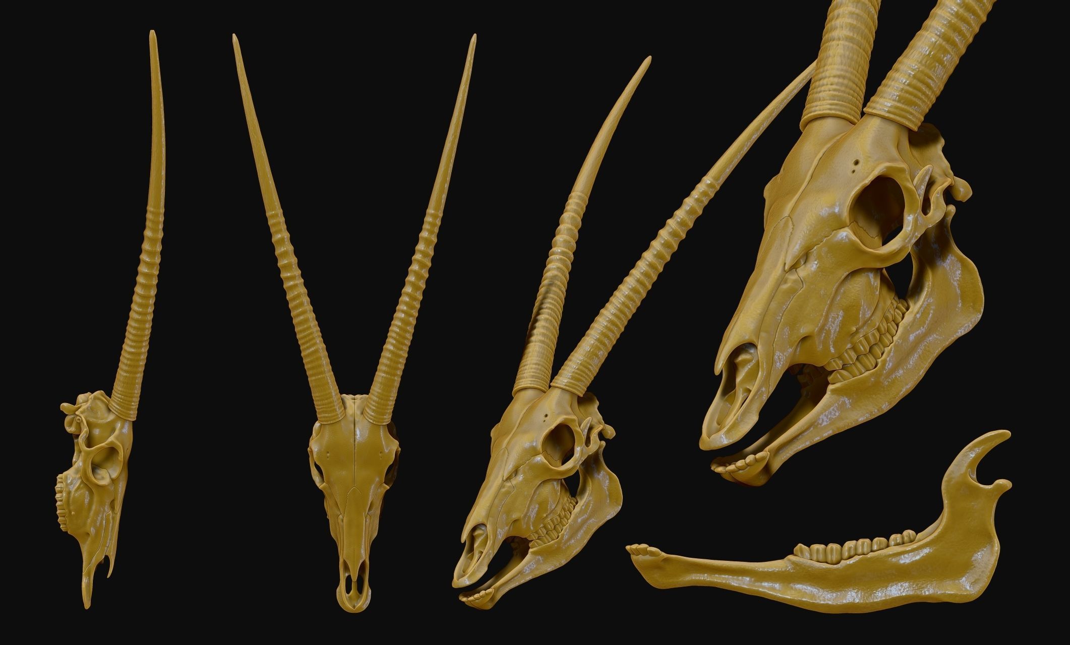 Oryx - Oryx gazella Skull 3D model 3D printable | CGTrader