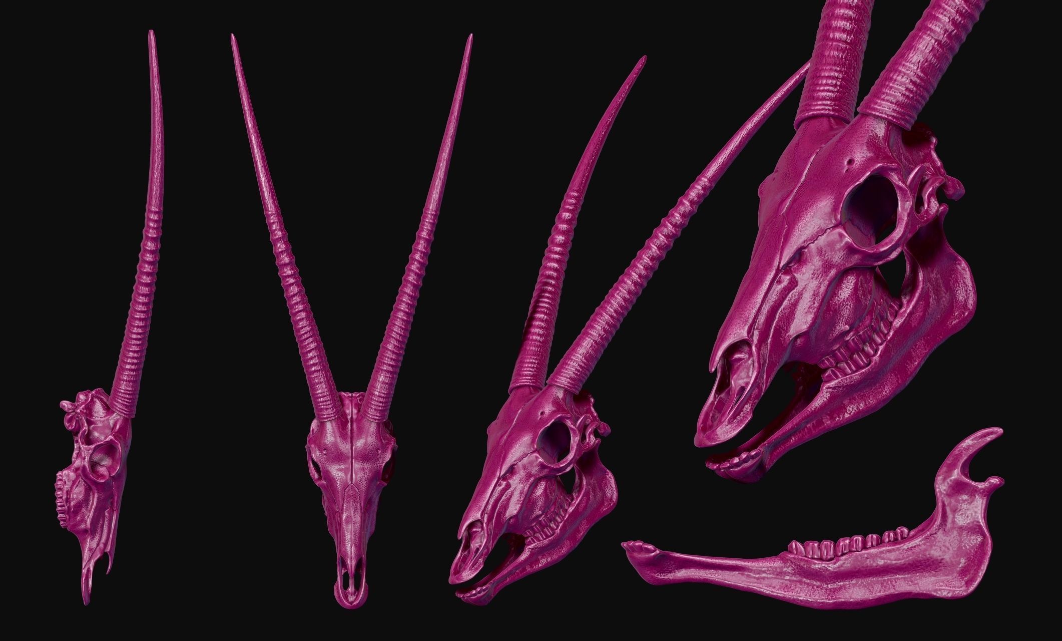 Oryx - Oryx gazella Skull 3D model 3D printable | CGTrader