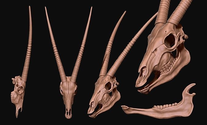 Oryx - Oryx gazella Skull 3D model 3D printable | CGTrader