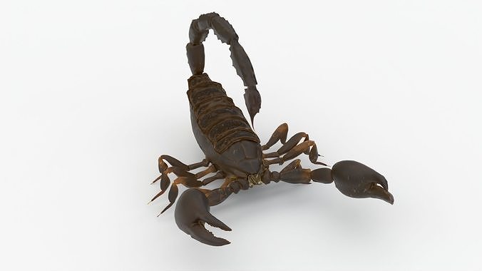 4K Photorealistic Scorpion 3D model | CGTrader
