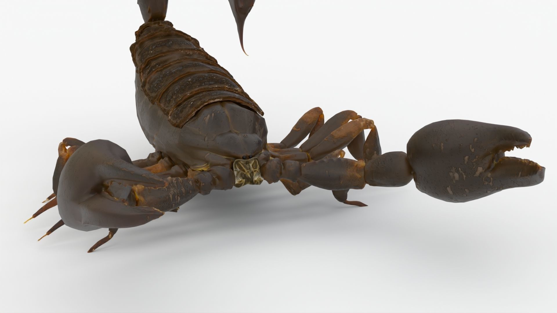4K Photorealistic Scorpion 3D model | CGTrader