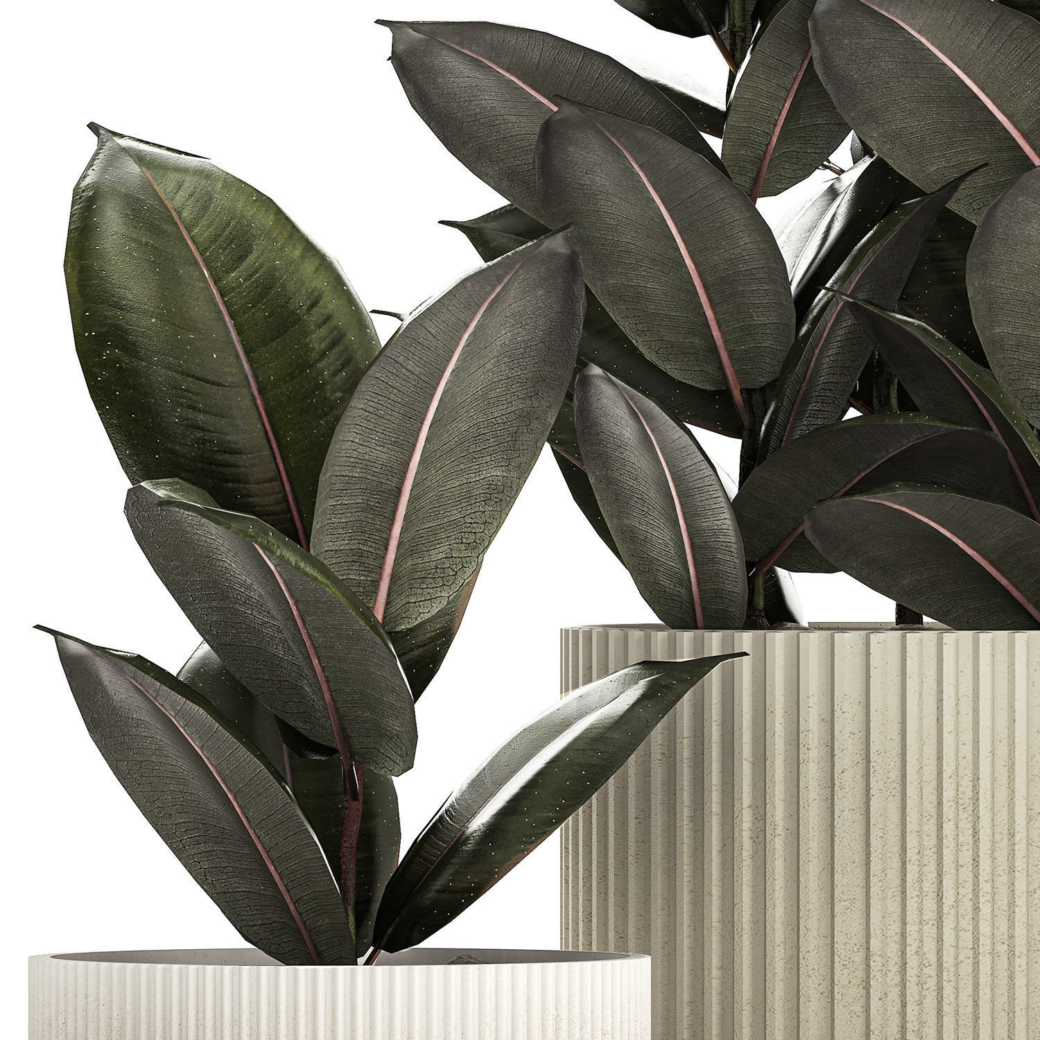 Beautiful Ficus Elastica Trees In Flowerpots 1246 3D model | CGTrader