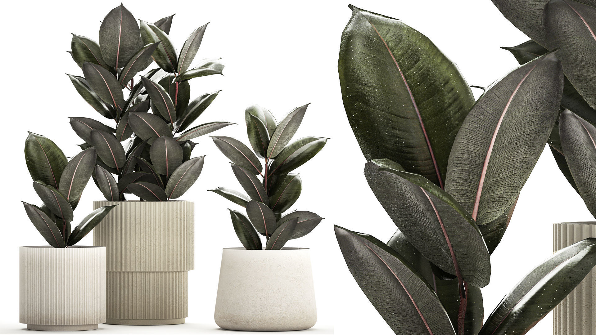 Beautiful Ficus Elastica Trees In Flowerpots 1246 3D model | CGTrader