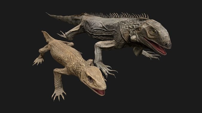 3D model Reptile set VR / AR / low-poly | CGTrader