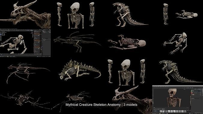 3D Model Collection Mythical Creature Skeleton Anatomy VR / AR / low ...