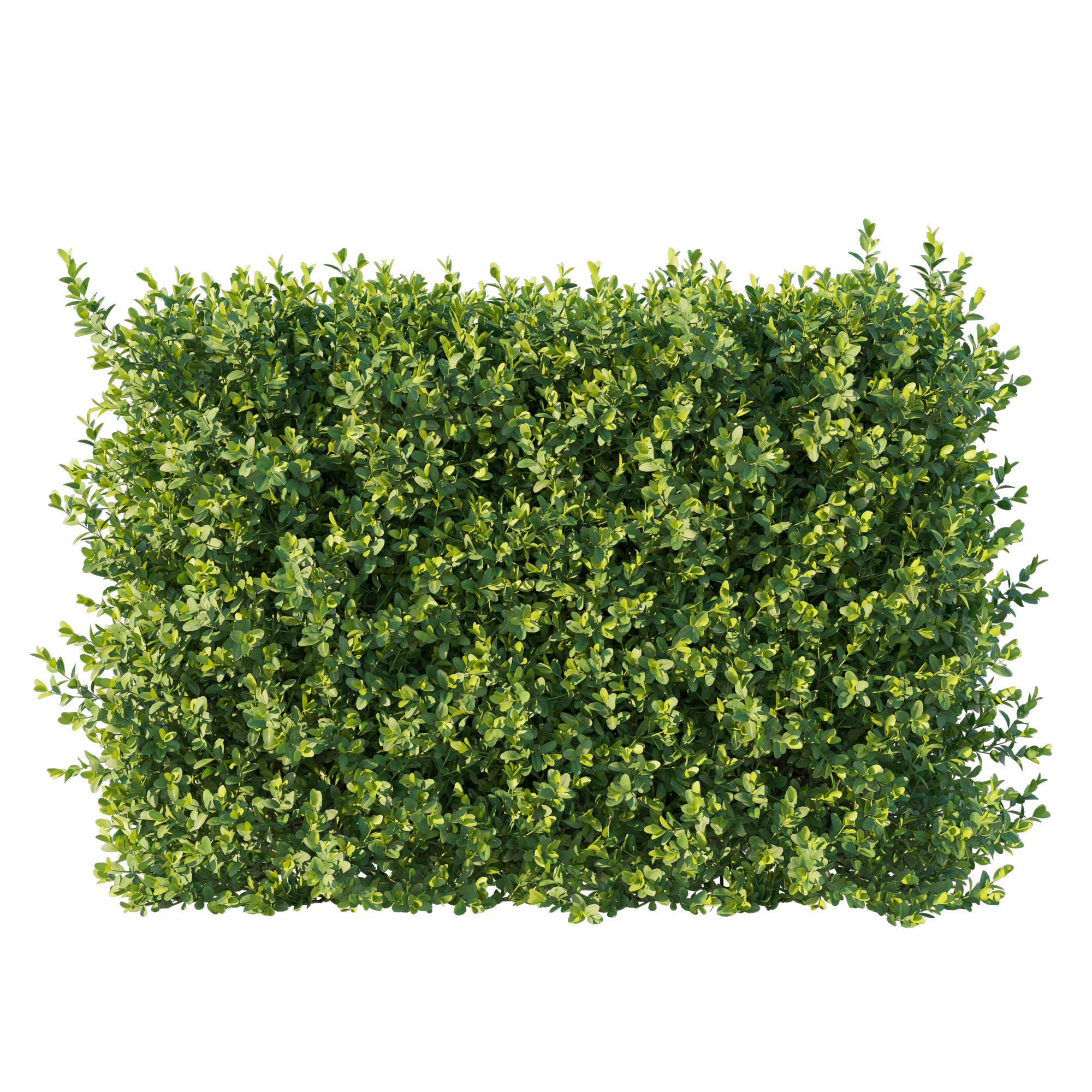 Boxwood 04 3D model | CGTrader
