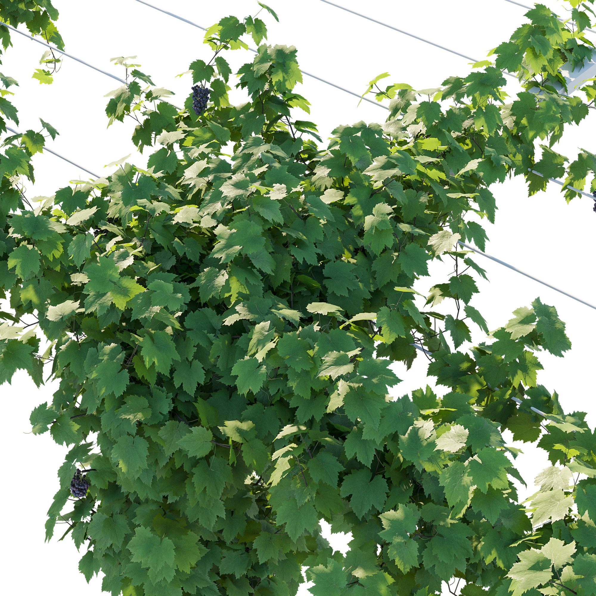 Vines grapes 3D model | CGTrader