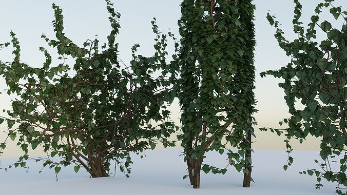 5 ivy 3D model | CGTrader