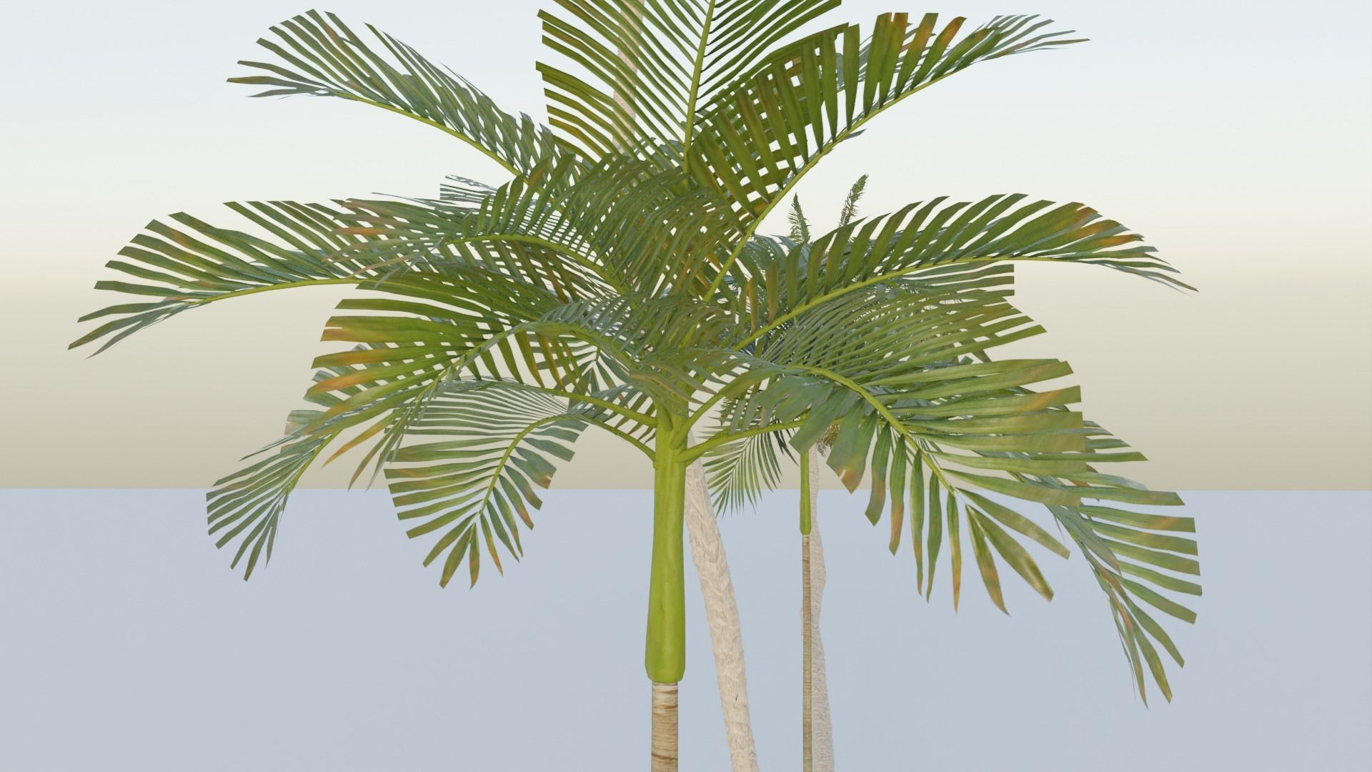 Tropical tree models 3D model | CGTrader