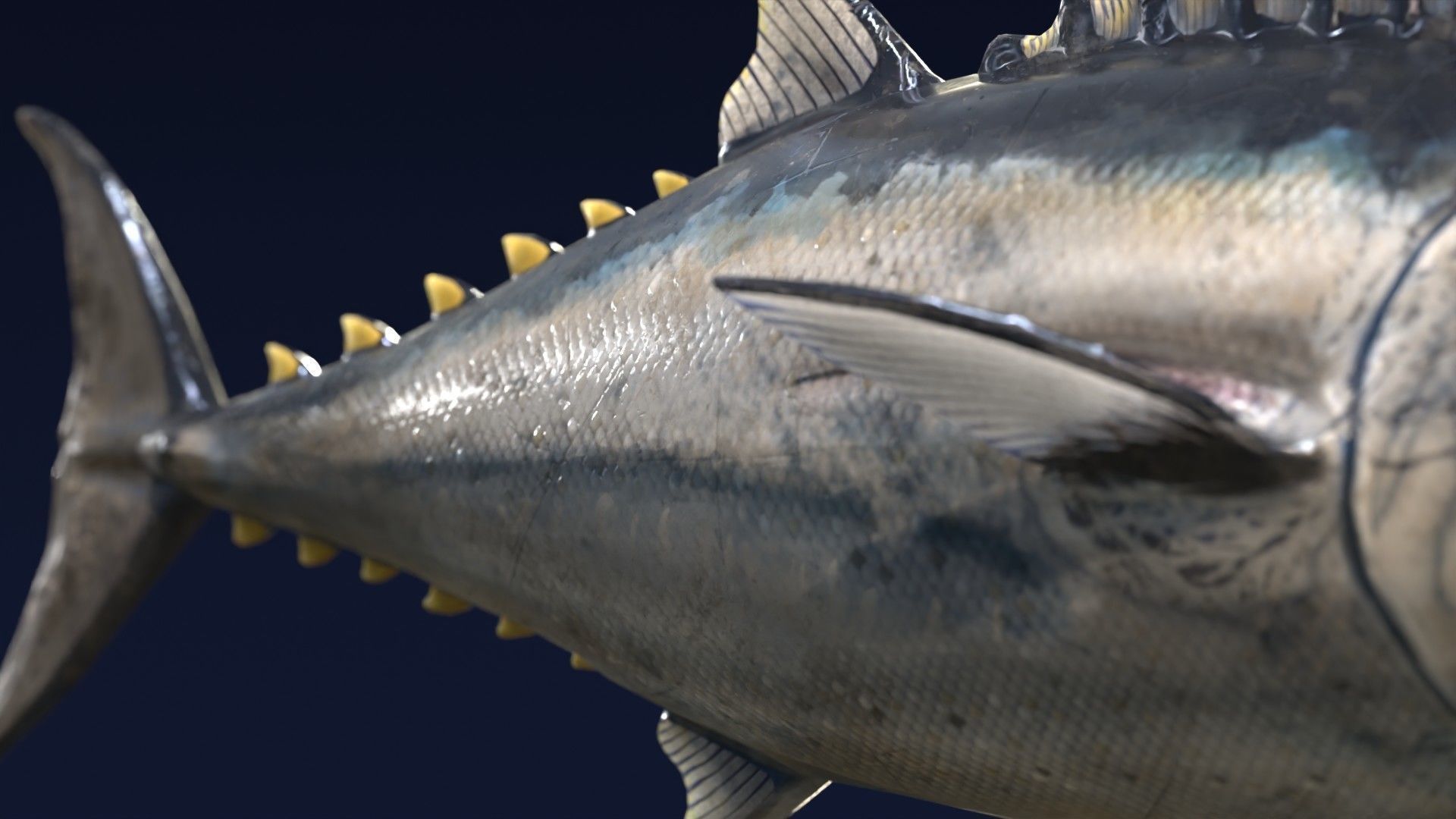 3D model Bluefin Tuna Fish low poly VR / AR / low-poly | CGTrader