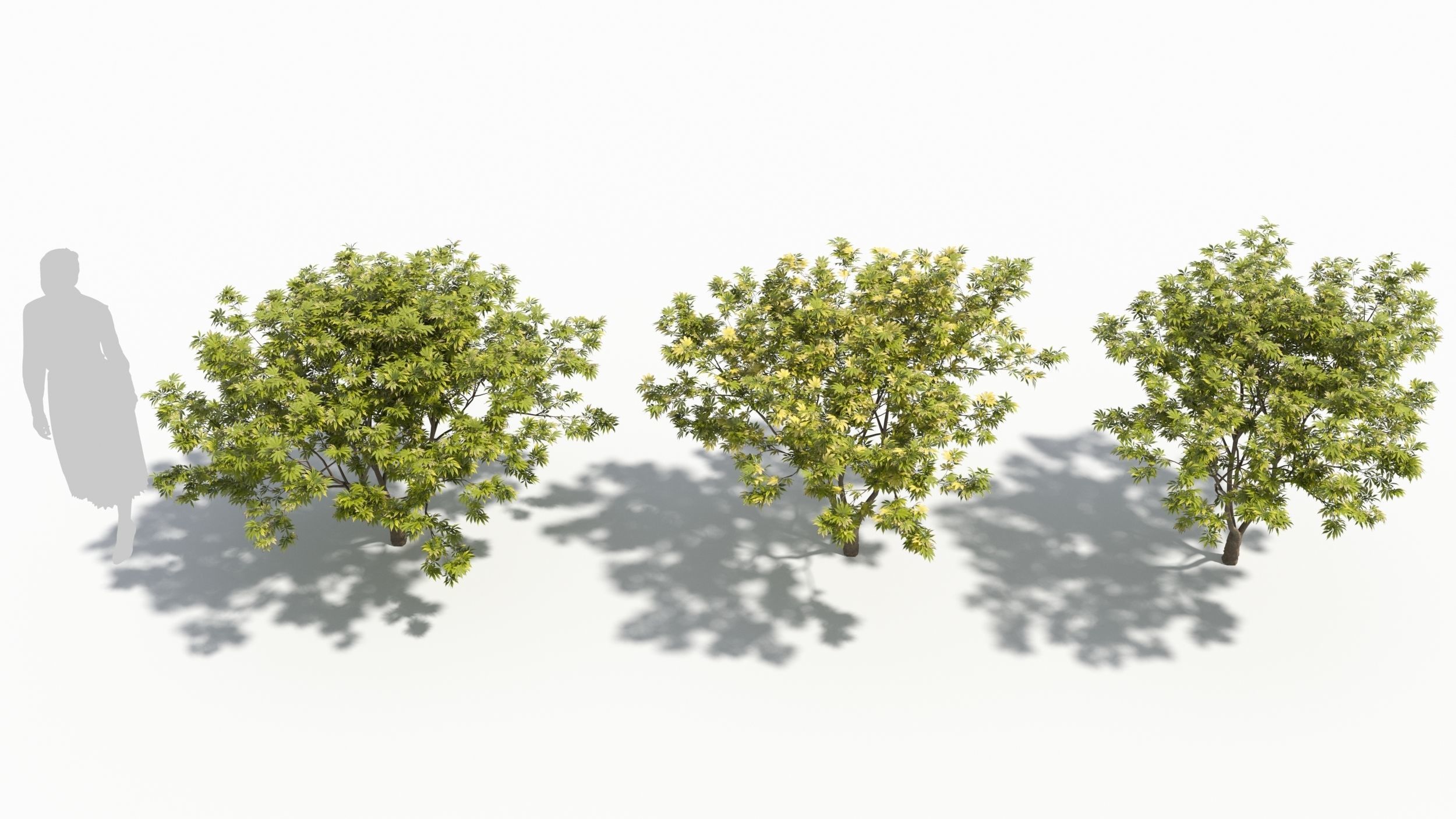 Acer palmatum 3D model | CGTrader