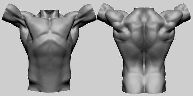 Base Male Torso A 3D model | CGTrader