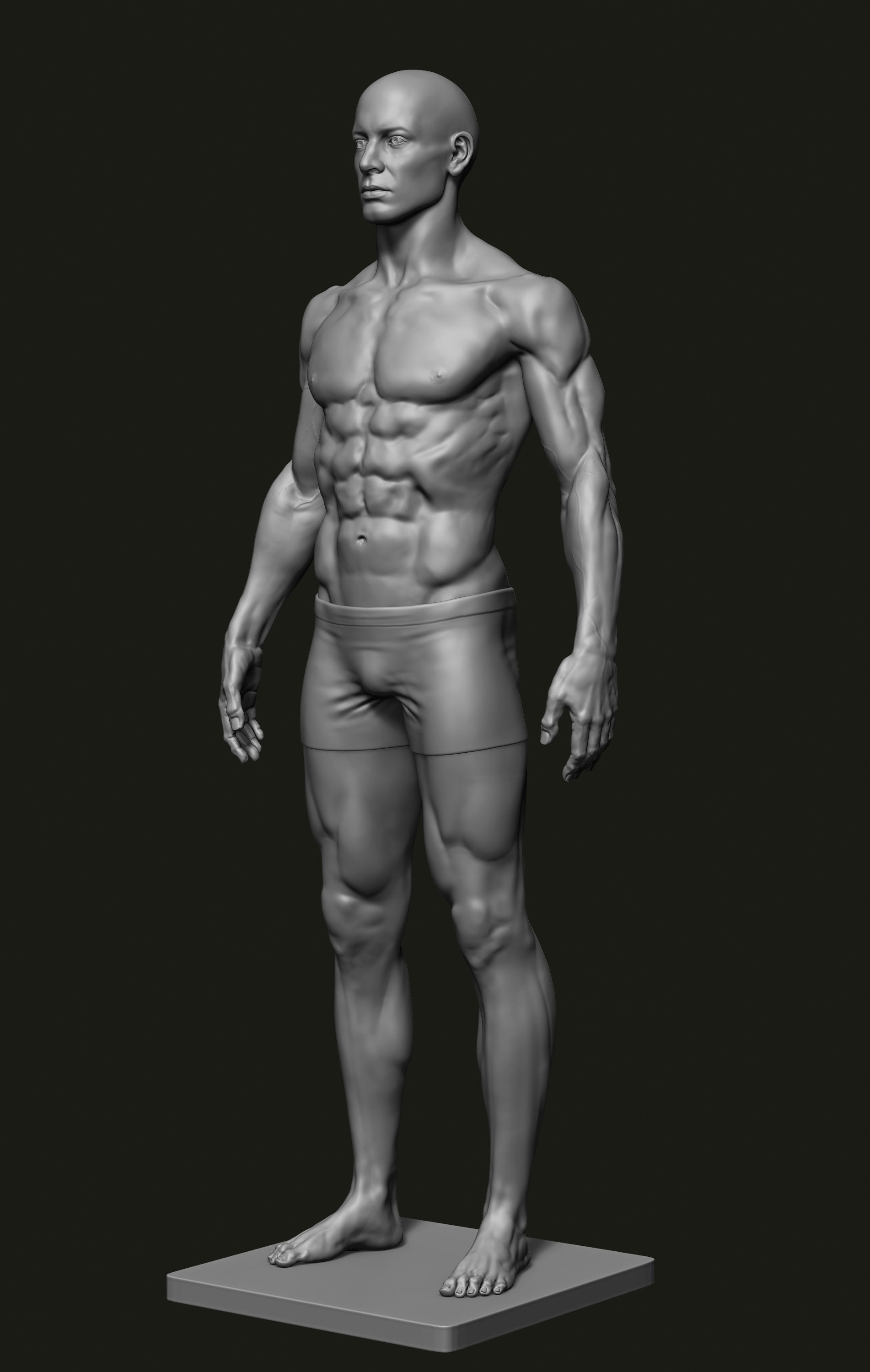 Male anatomy study 3D model 3D printable | CGTrader