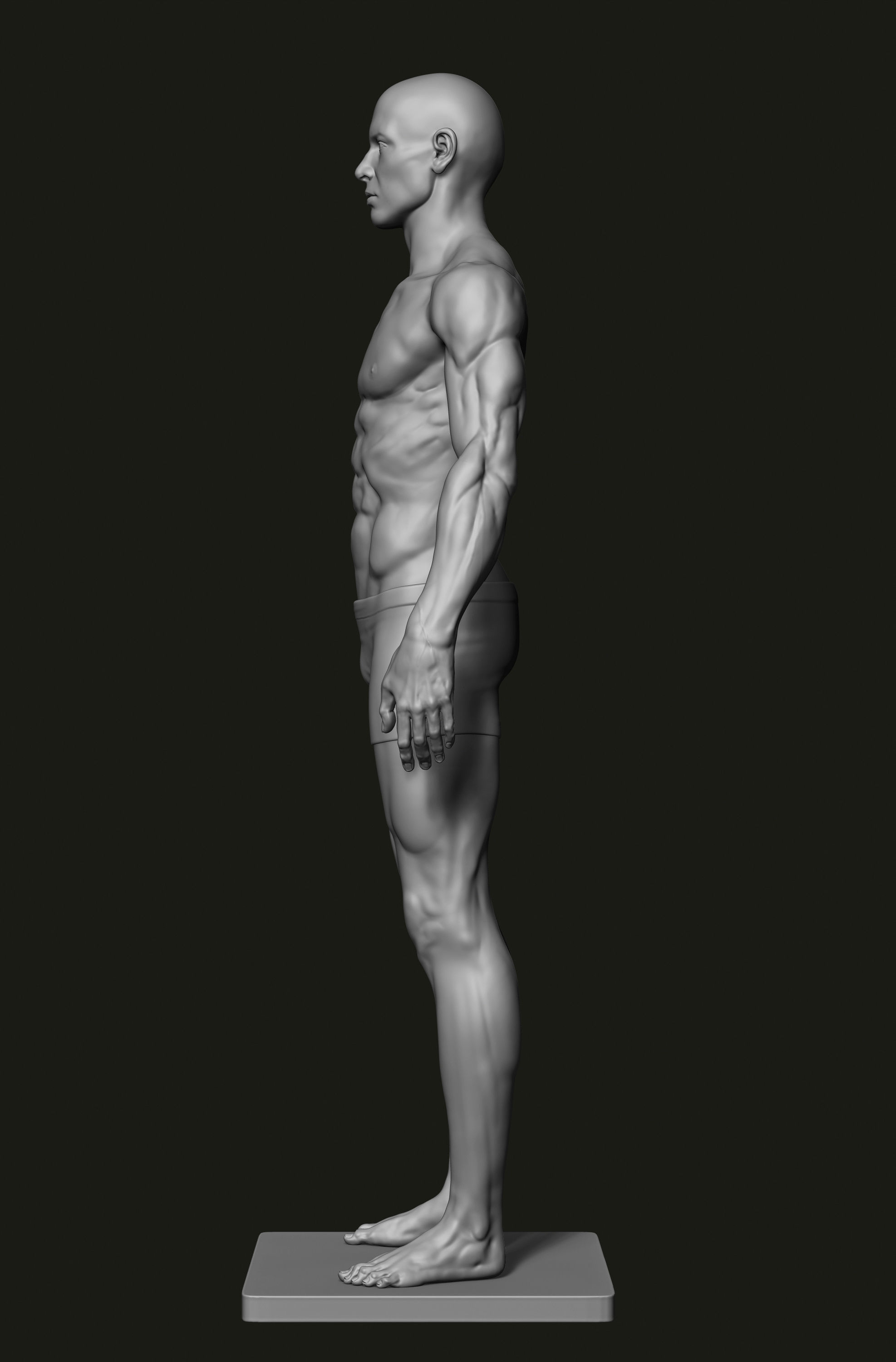 Male anatomy study 3D model 3D printable | CGTrader