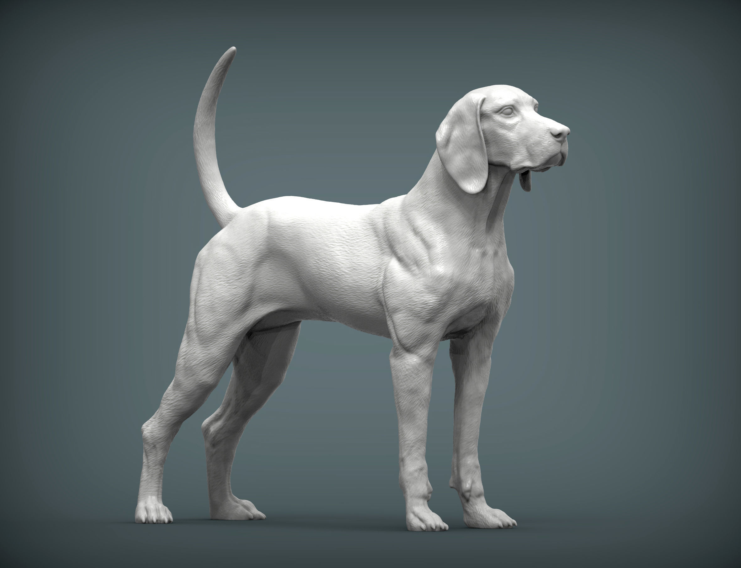 American English Coonhound 3D model 3D printable | CGTrader