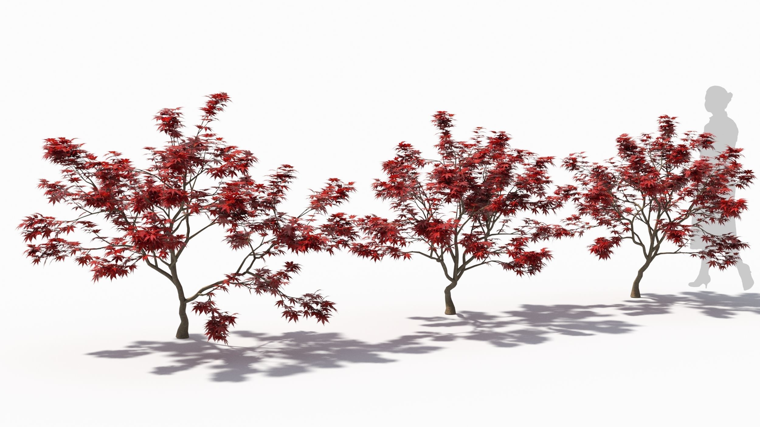 Acer palmatum 3D model | CGTrader