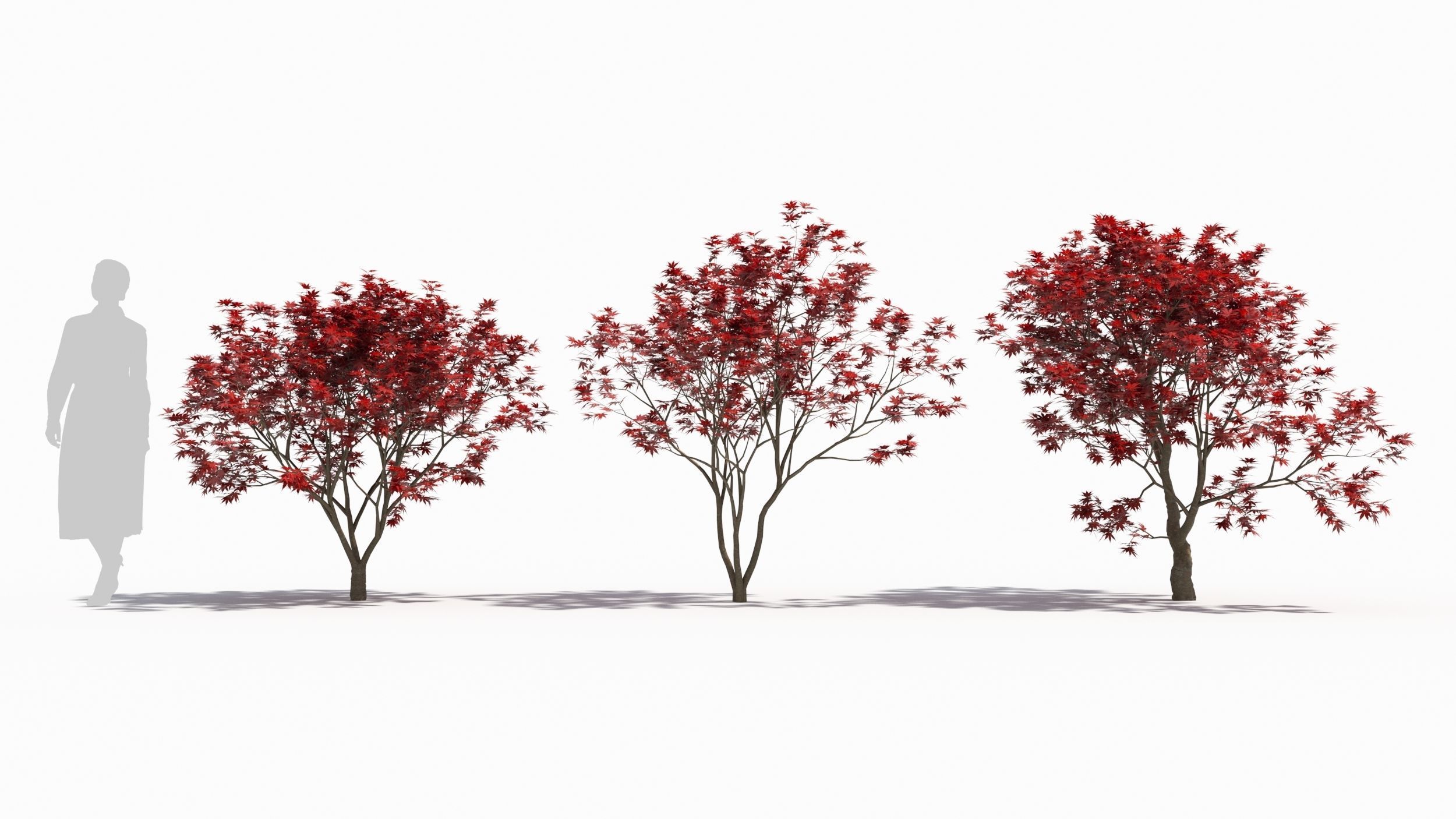Acer palmatum 3D model | CGTrader