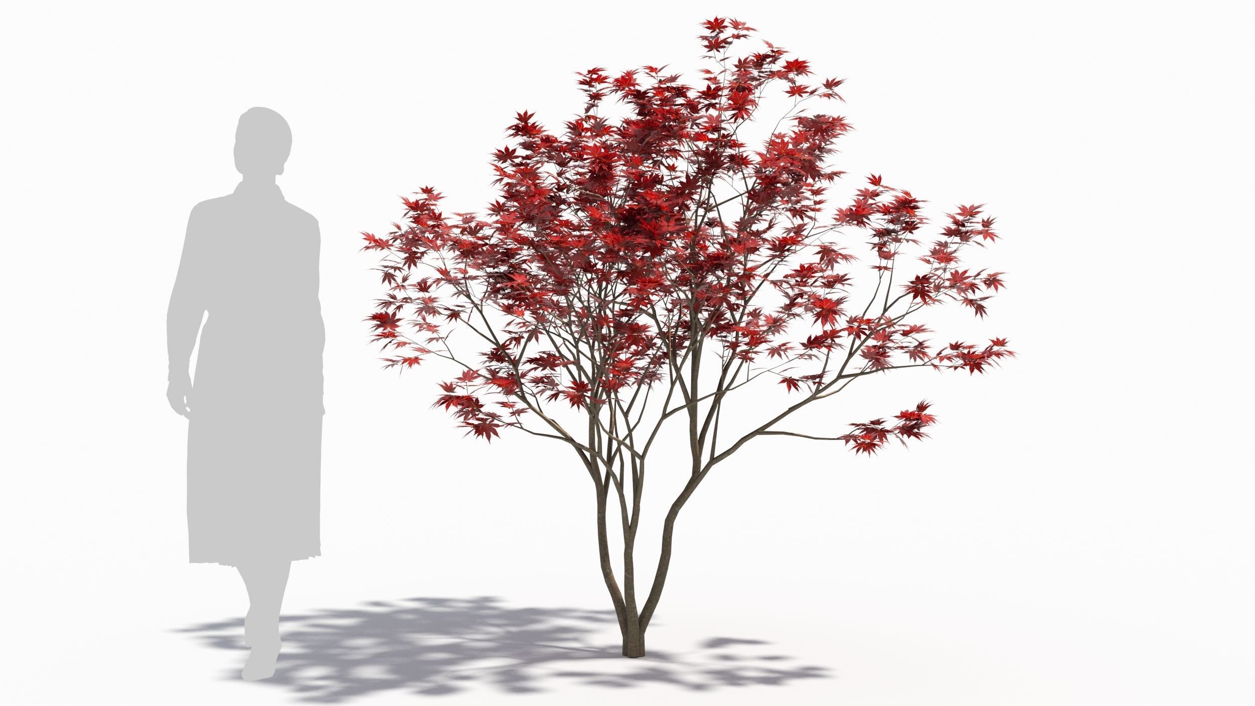 Acer palmatum 3D model | CGTrader