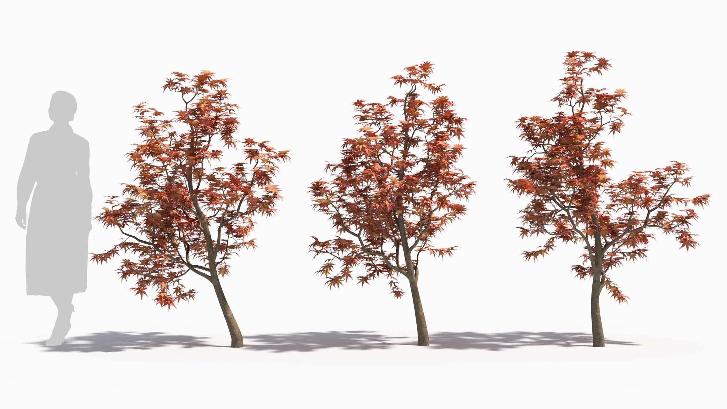 Acer palmatum 3D model | CGTrader