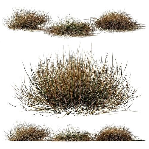 Plants Carex Testacea Orange Sedge Grass Prairie Fire Version2 3D model ...