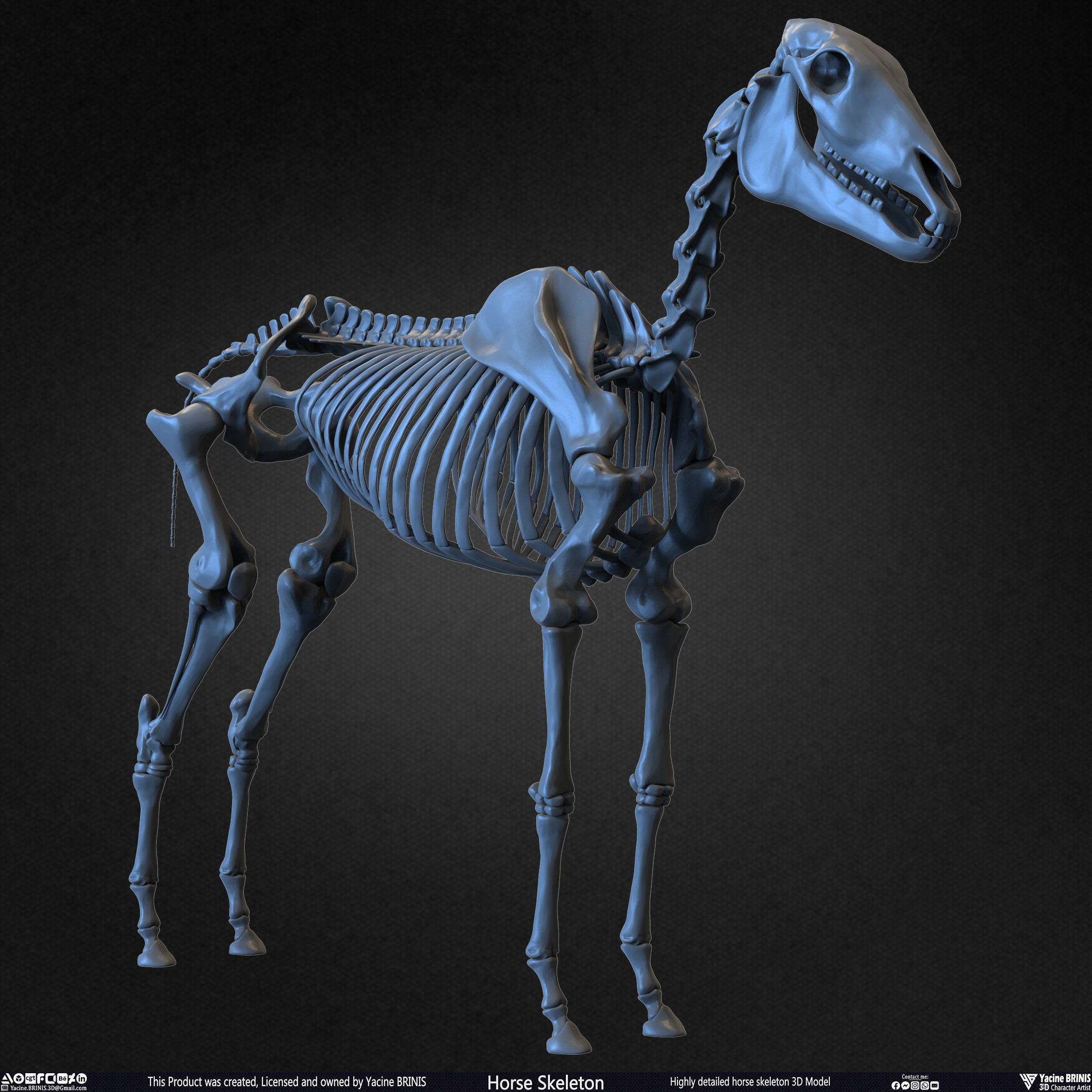 3D model Horse Skeleton 3D Model VR / AR / low-poly | CGTrader