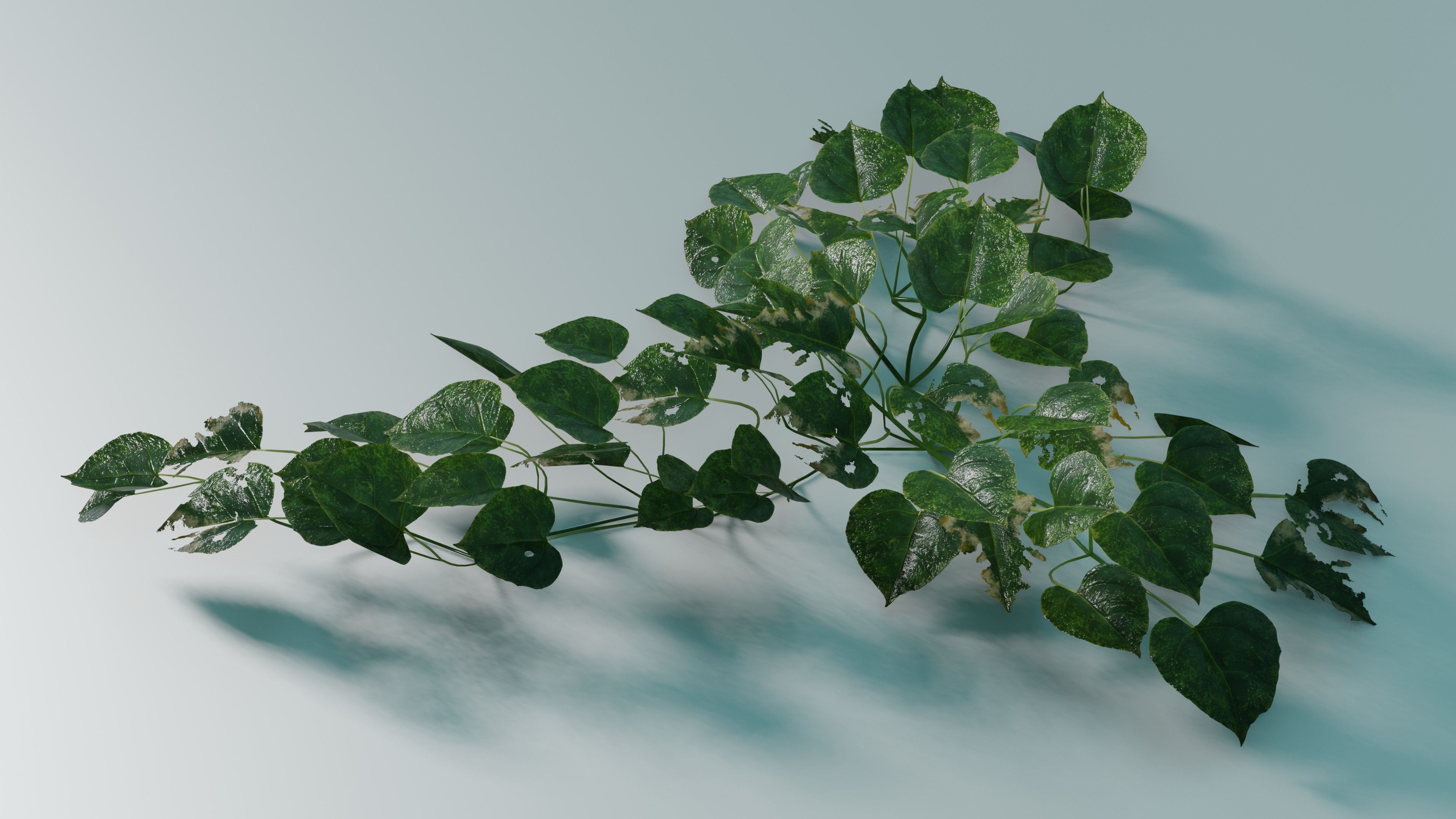 3D model Bindweed Ivy VR / AR / low-poly | CGTrader