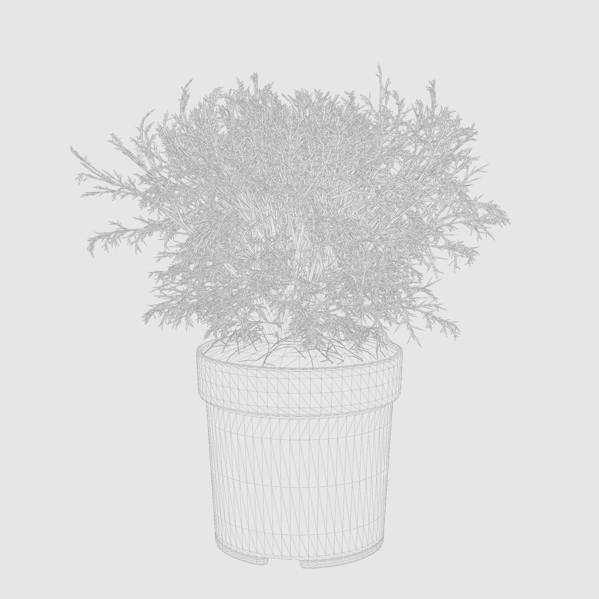 3D model Mr Bowling Ball Arborvitae 3D Model VR / AR / low-poly | CGTrader