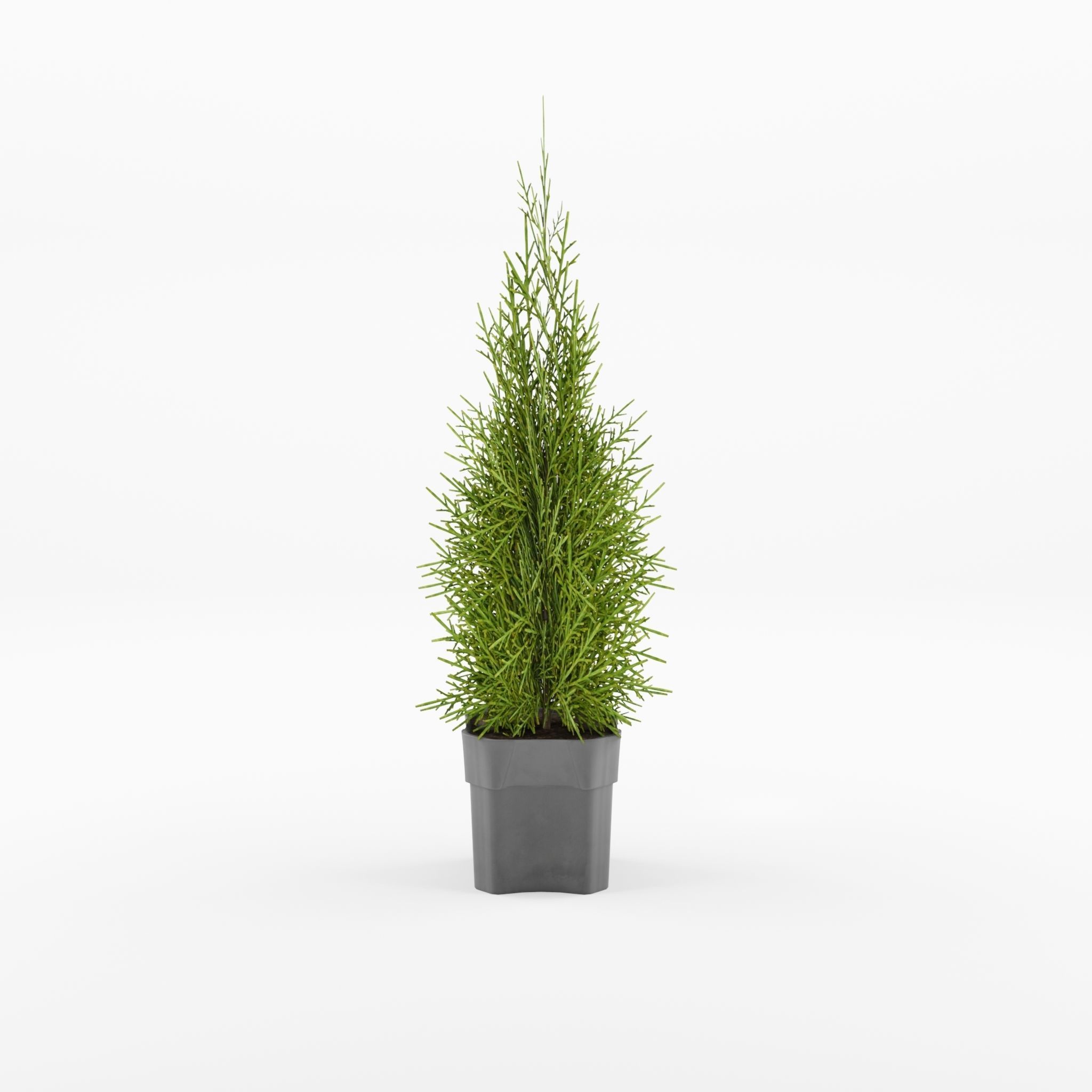 3D model Emerald Green or American Arborvitae 3D Model VR / AR / low ...
