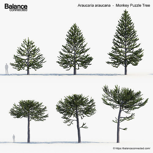 Araucaria araucana Monkey Puzzle Tree 3D model | CGTrader