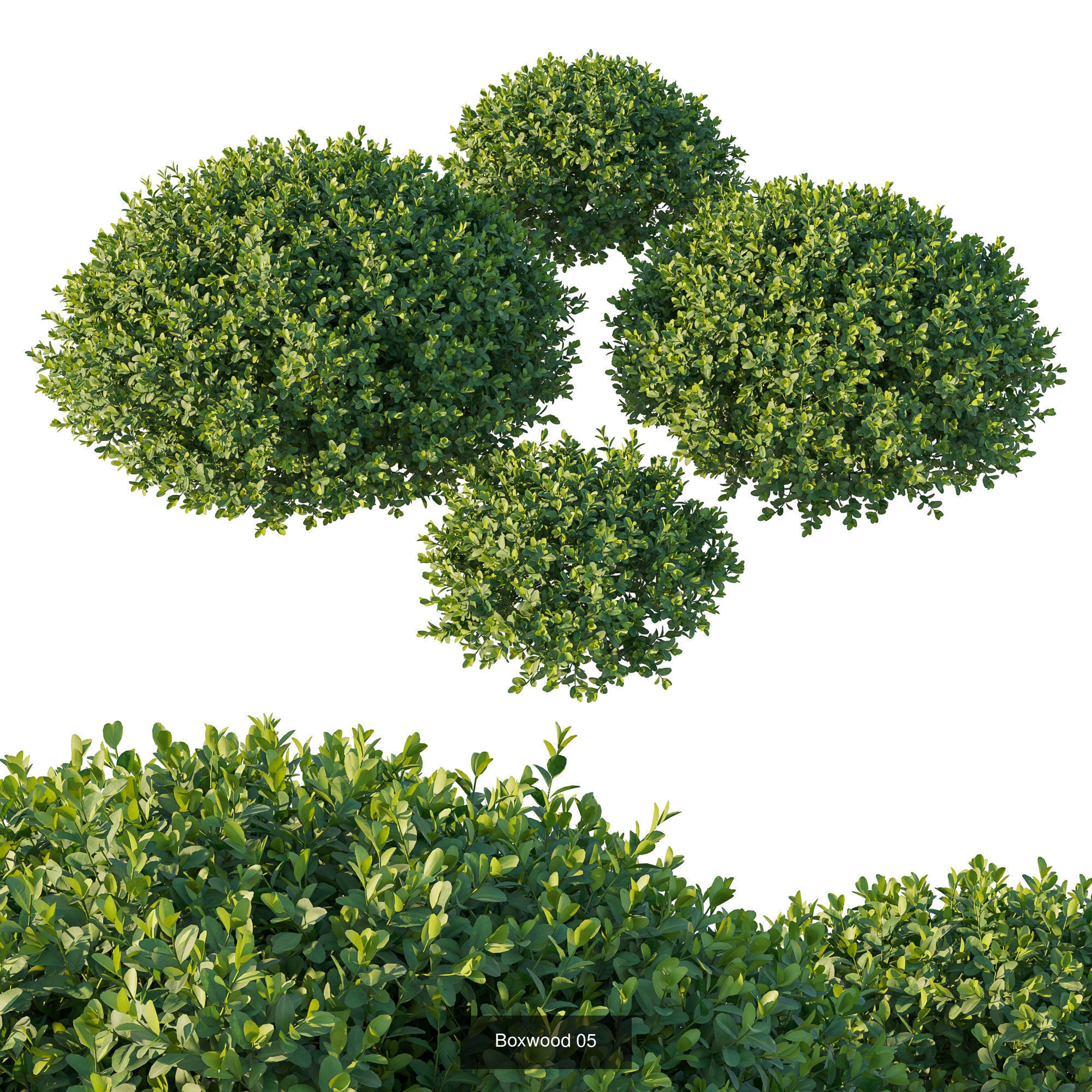 Bushes and Shrubs Evergreen Shrubs 3D Model Collection | CGTrader