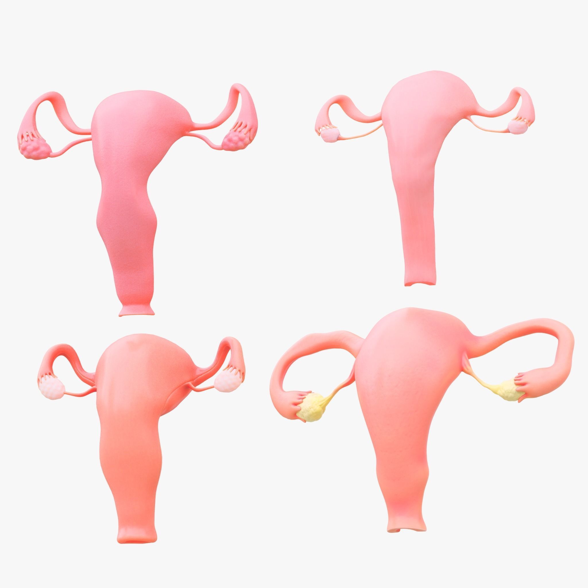 Female Reproductive System Section Bundle 3D model | CGTrader