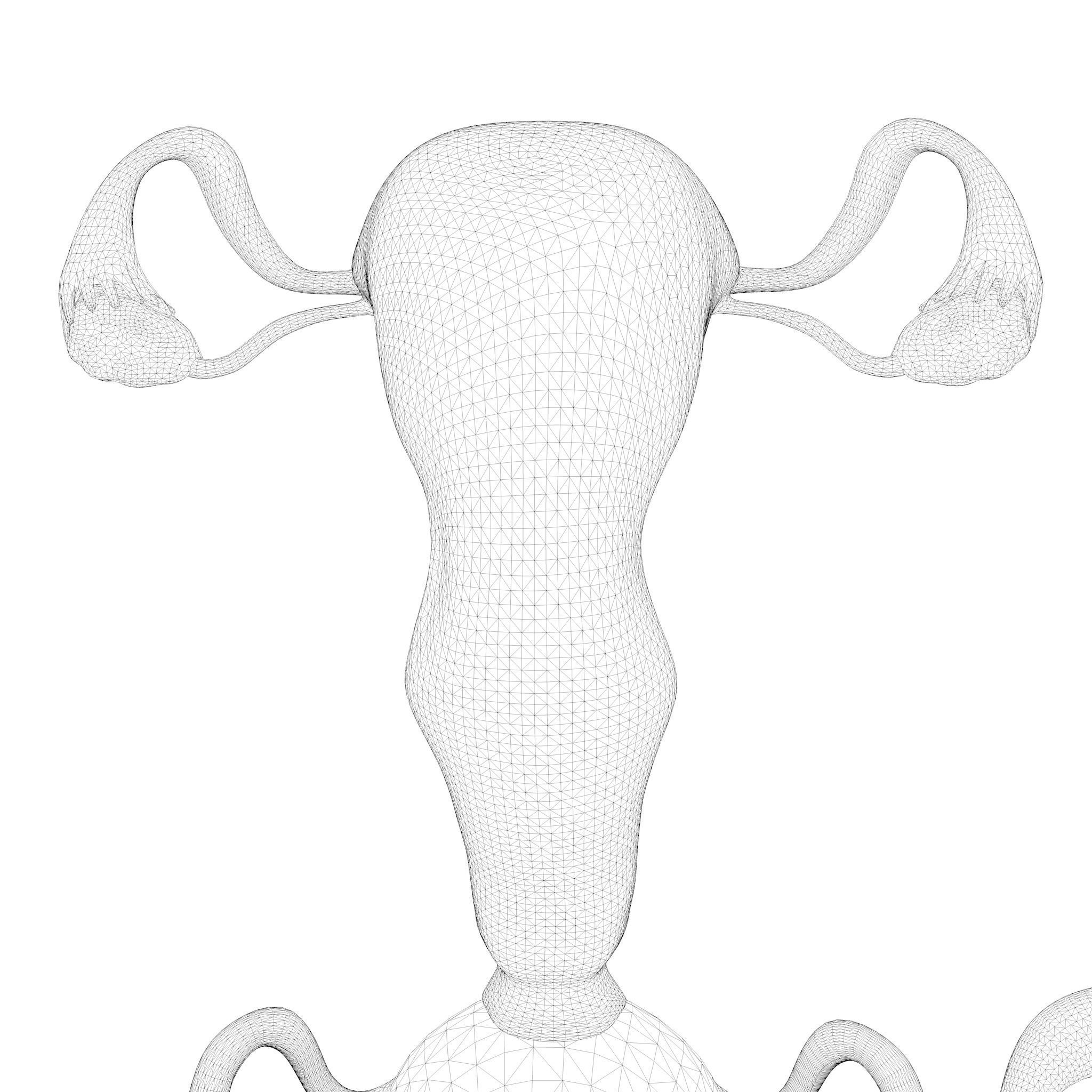 Female Reproductive System Section Bundle 3D model | CGTrader