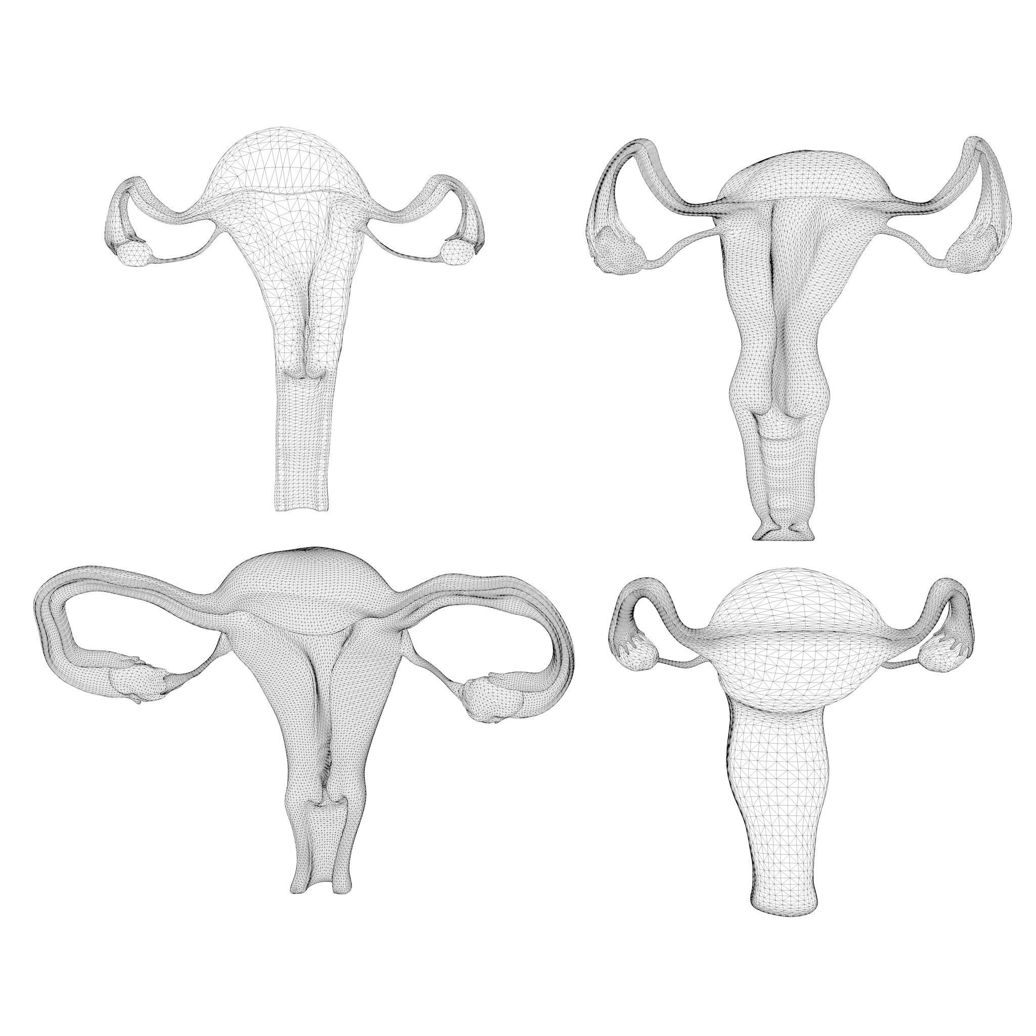 Female Reproductive System Section Bundle 3D model | CGTrader