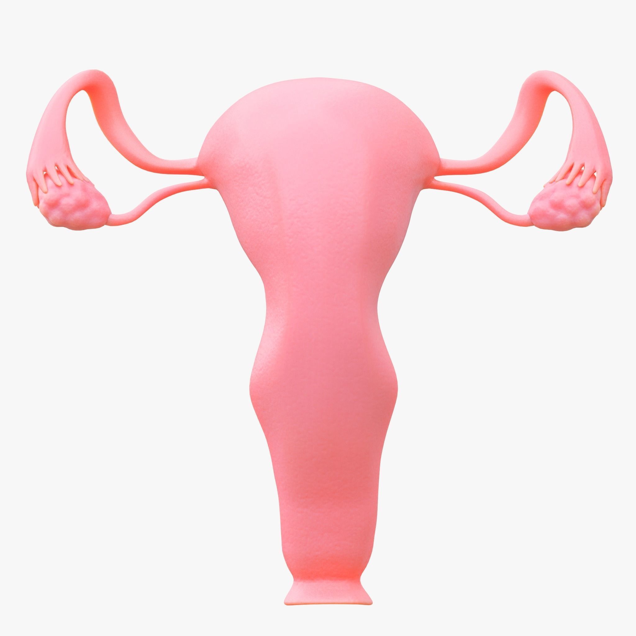 Female Reproductive System Section Bundle 3D model | CGTrader