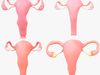 Female Reproductive System Section Bundle 3D model | CGTrader