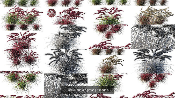 Purple fountain grass 3D Model Collection | CGTrader