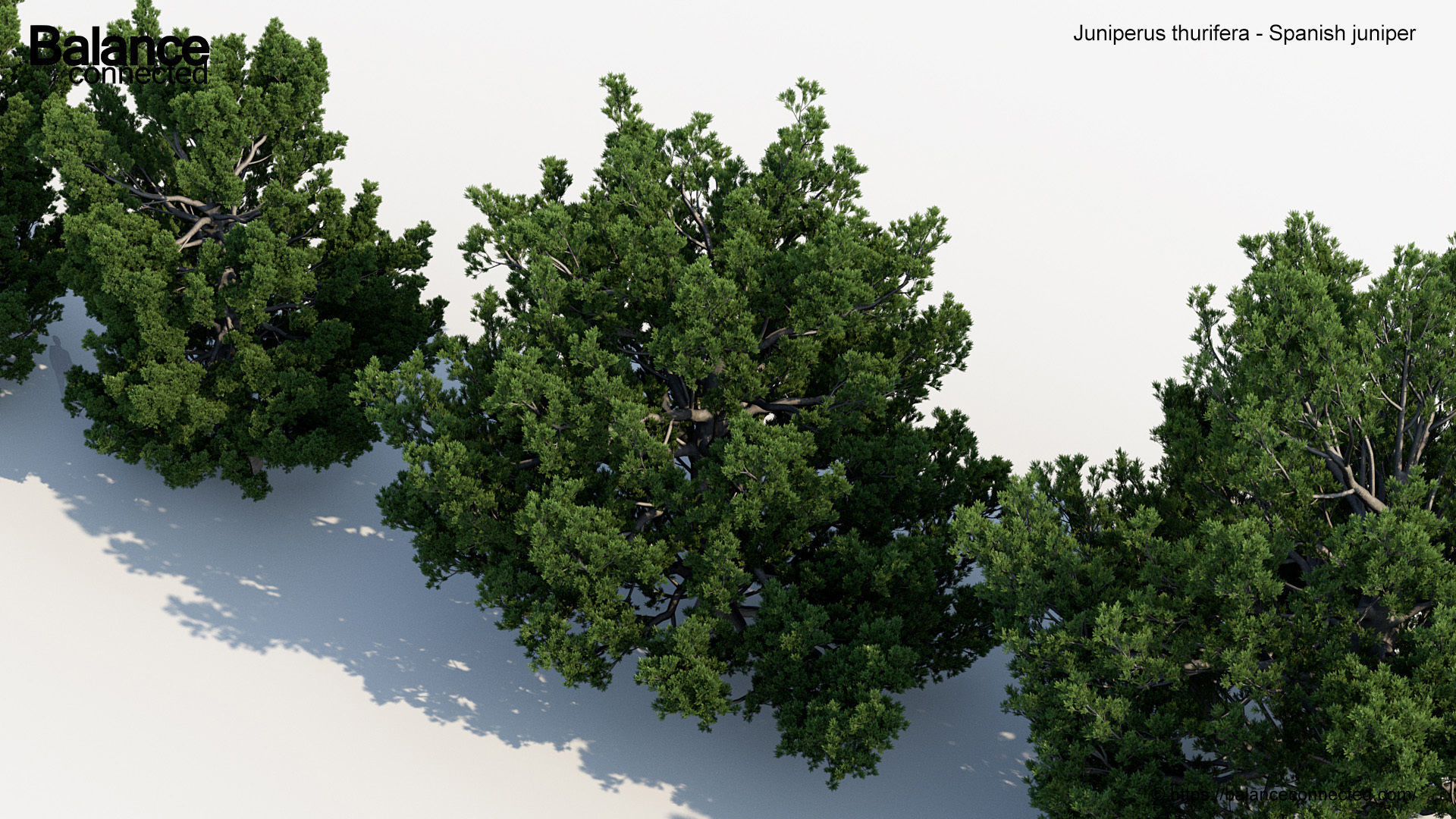 Juniperus thurifera Spanish juniper 3D model | CGTrader