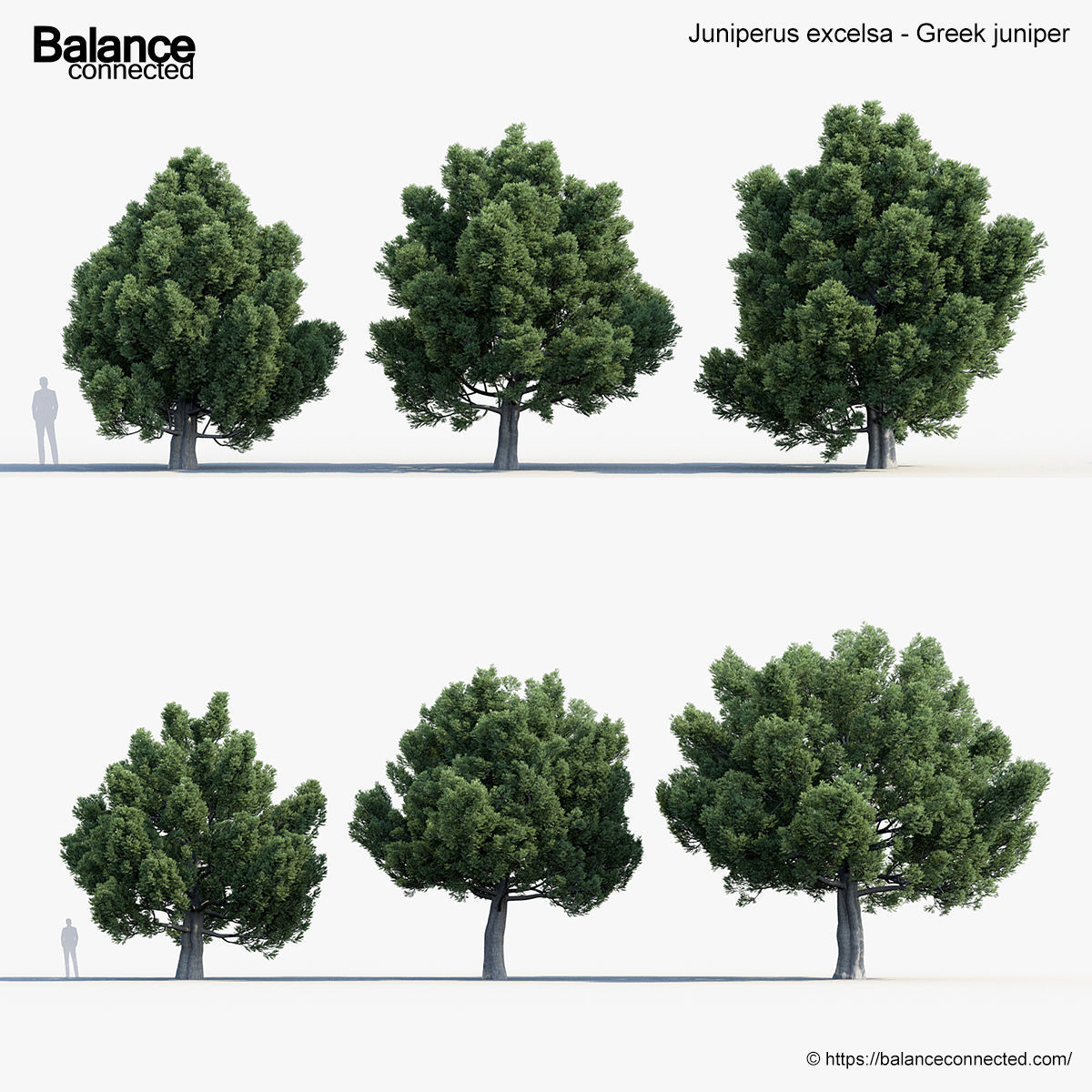 Juniperus excelsa Greek juniper 3D model | CGTrader
